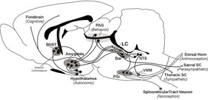 locus coeruleus function