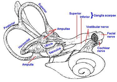 vestibular system disorders